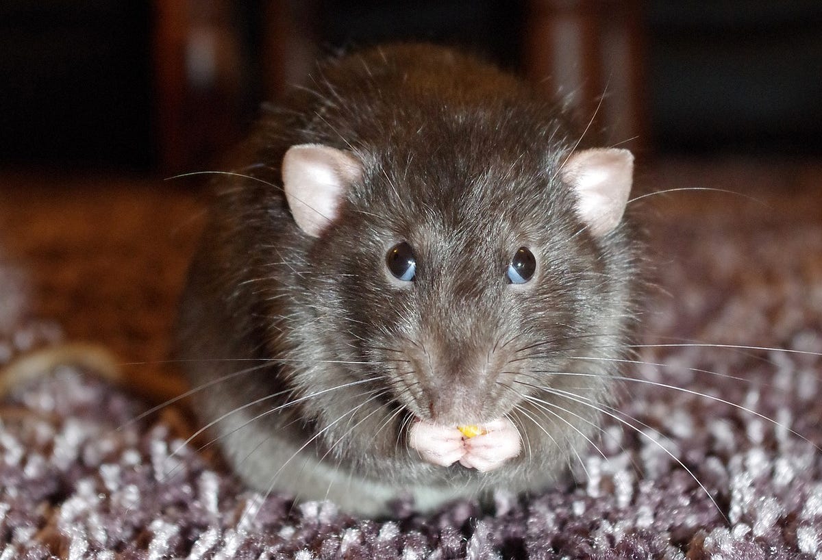 Demonic Rats Love S’mores. A rodent of potentially demonic origin… | by ...