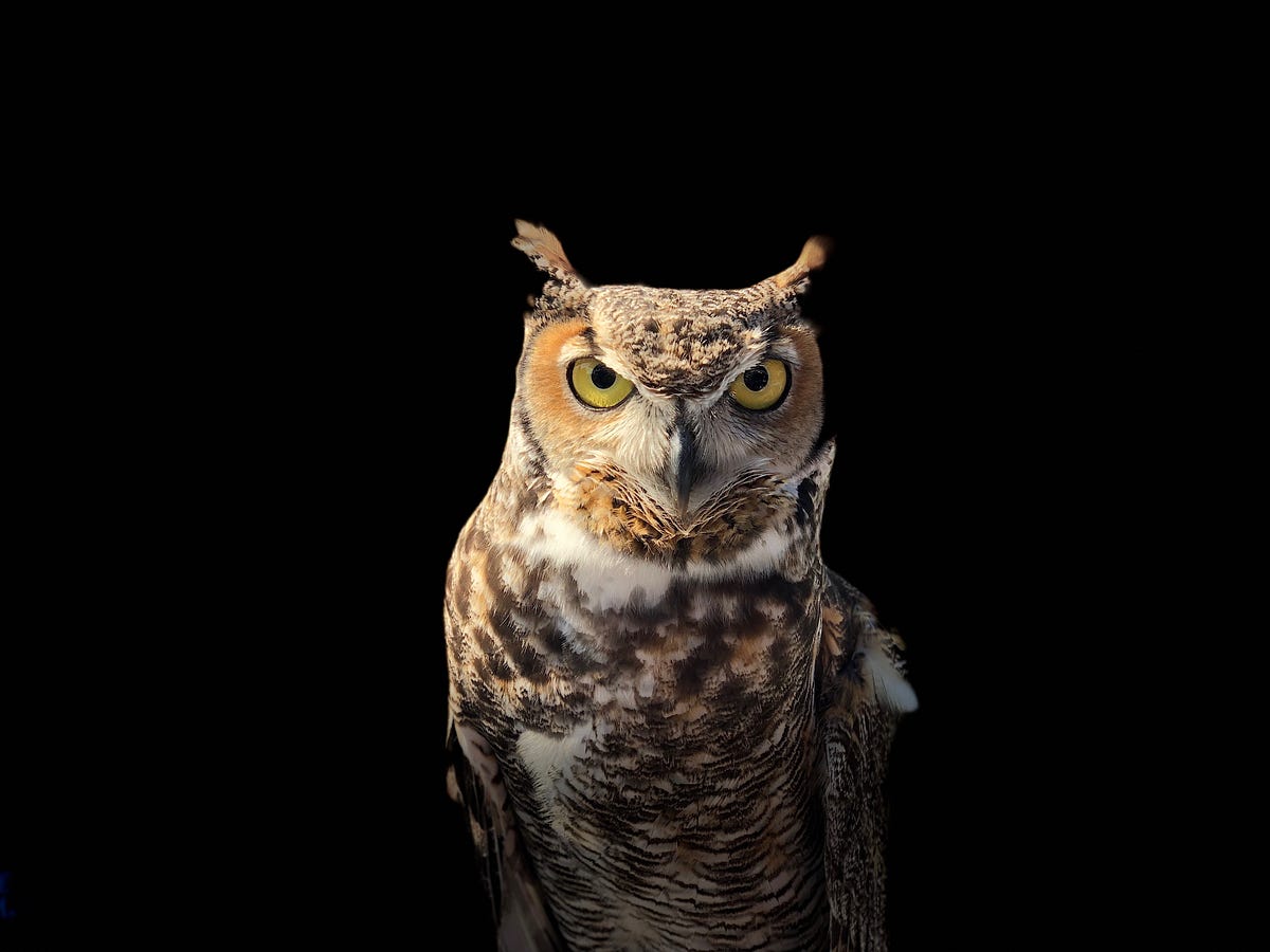 How to Be a High-Functioning Night Owl | by Julia Horvath | Better ...
