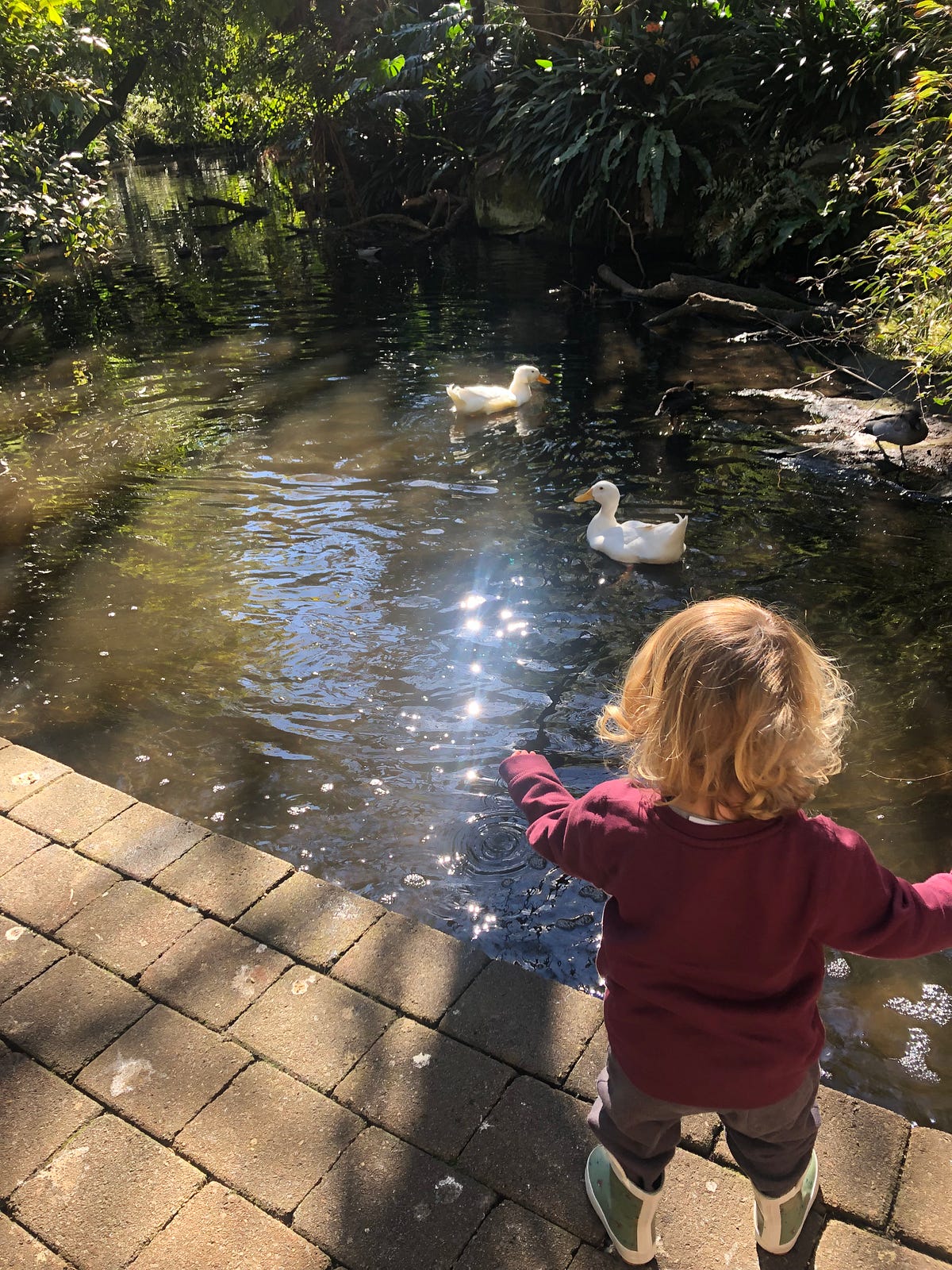 Ducks. Go quack! | by David Rudder | For Awe | Feb, 2022 | Medium