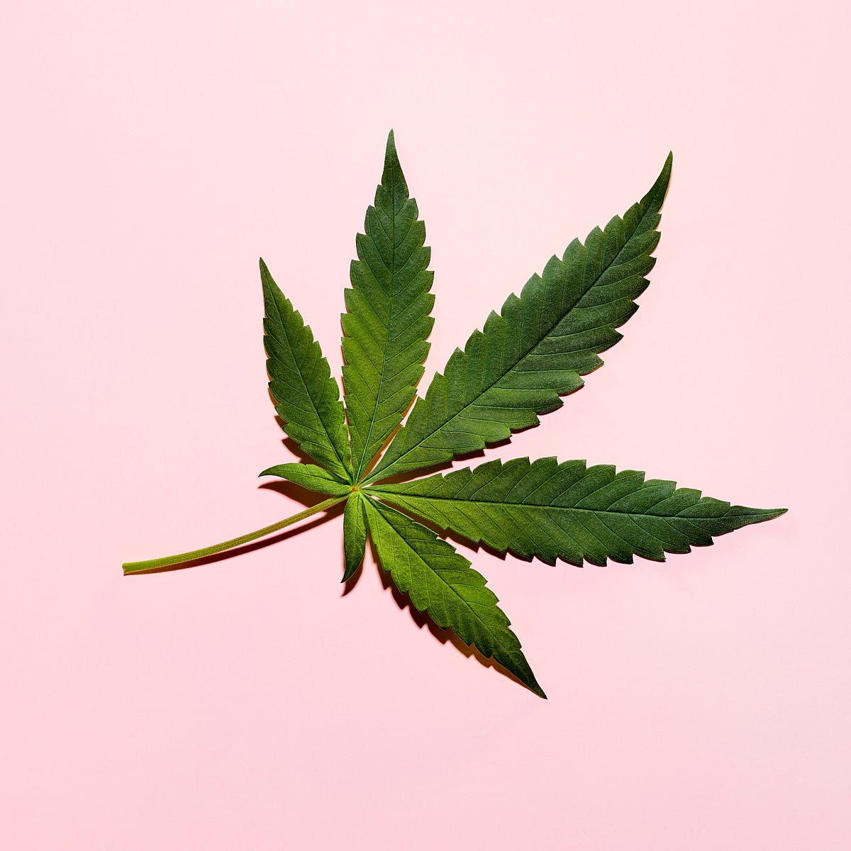 A New Cannabis-Based Epilepsy Drug Is Going to Change Lives | by ... A New Cannabis-Based Epilepsy Drug Is Going to Change Lives | by ...