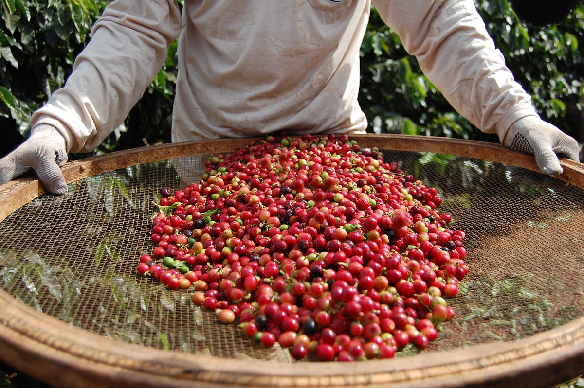 Harvesting and Processing in Cerrado Mineiro, Brazil | by Ally Coffee ...