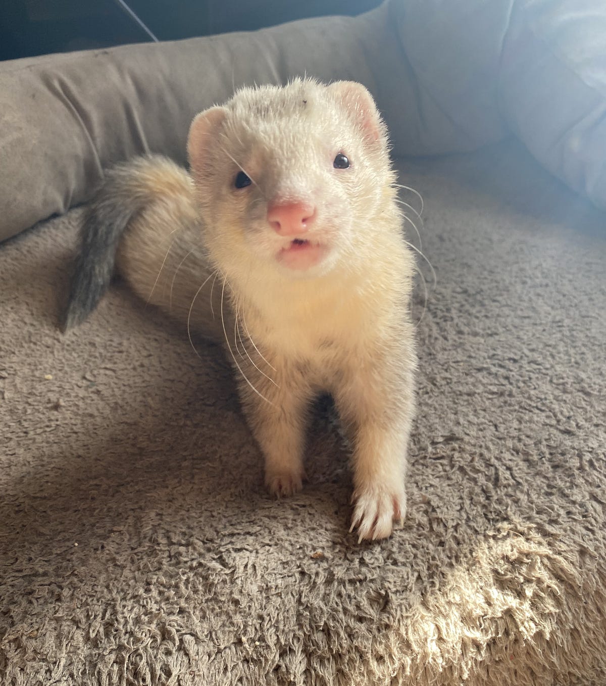 Need to Know Terms For Ferret Owners | by Nikkole Writes | Creatures ...