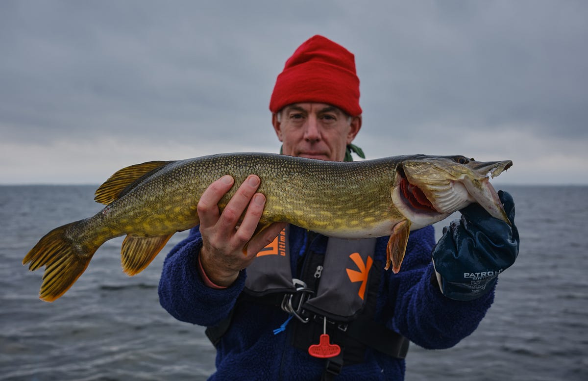 Pounding Pike with Piho. Fishing with Estonia’s finest painter. | by ...