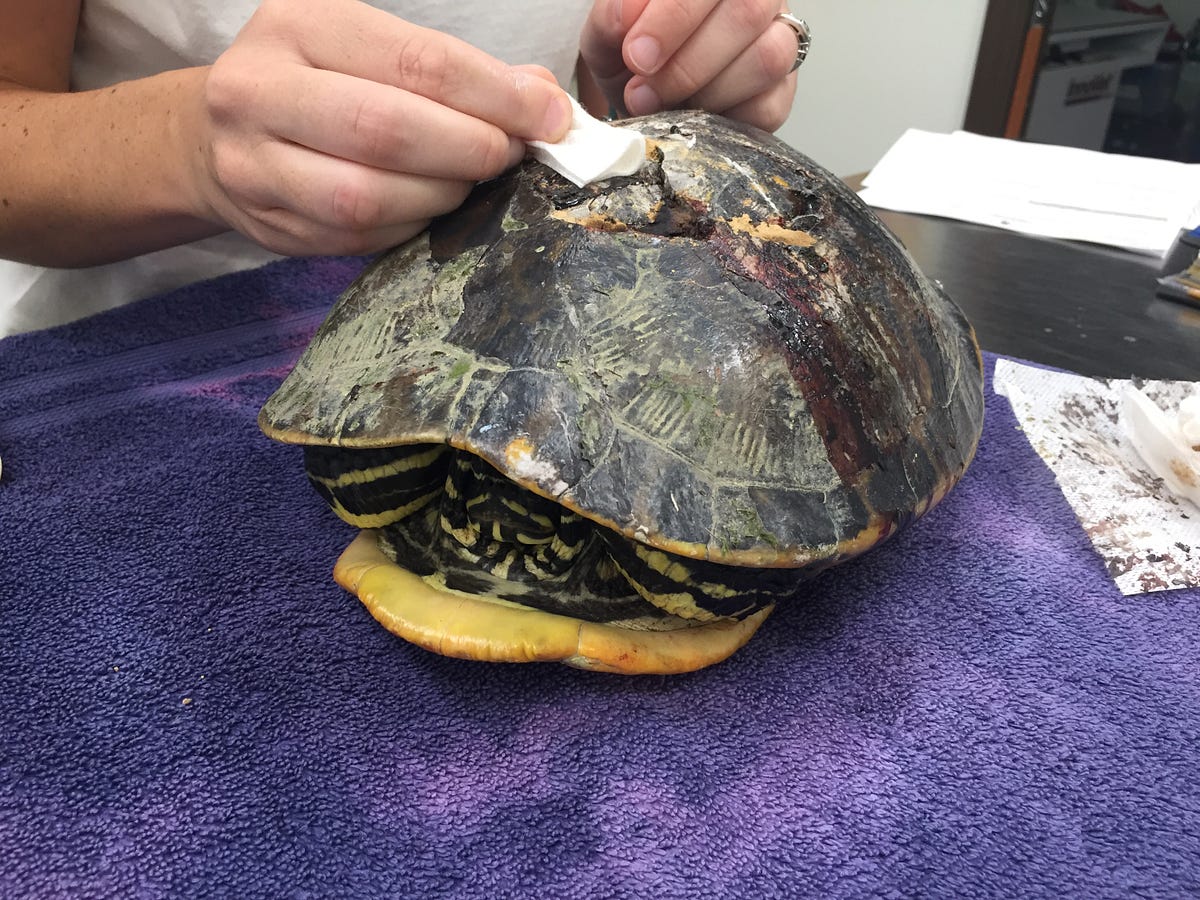 Florida red-bellied turtle suffers from vehicle strike | by Conservancy ...