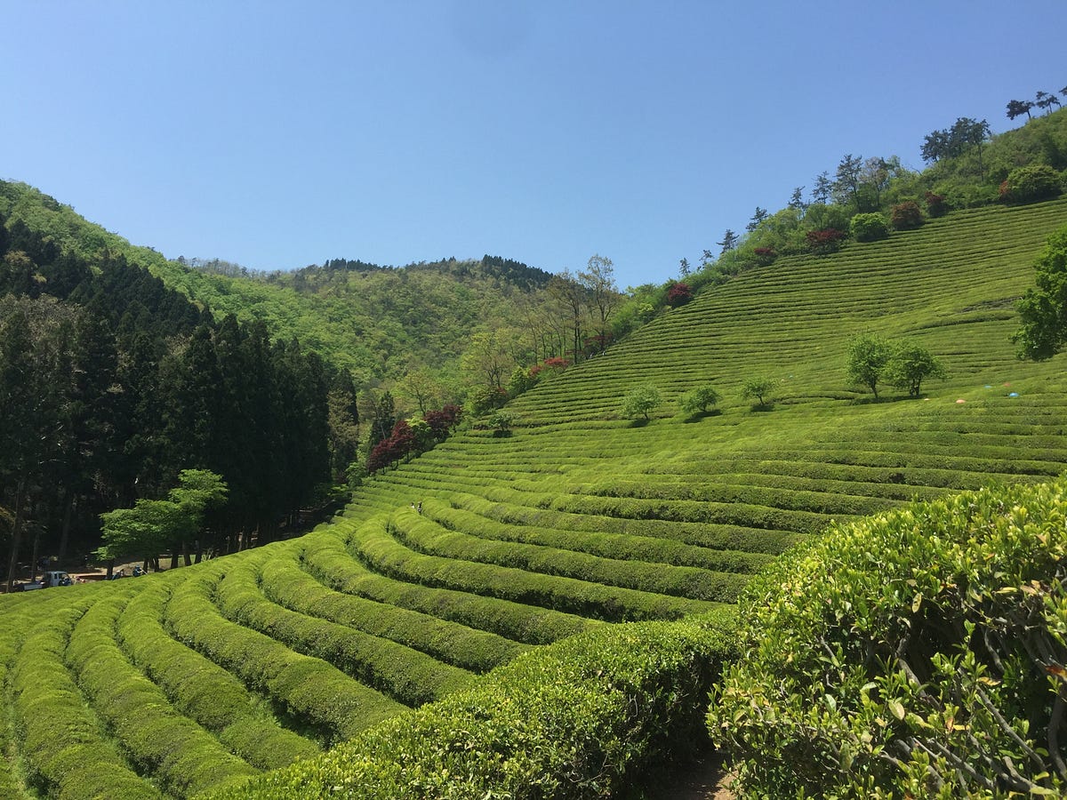 Boseong Tea Fields. Last spring i had the opportunity to… | by Julie ...