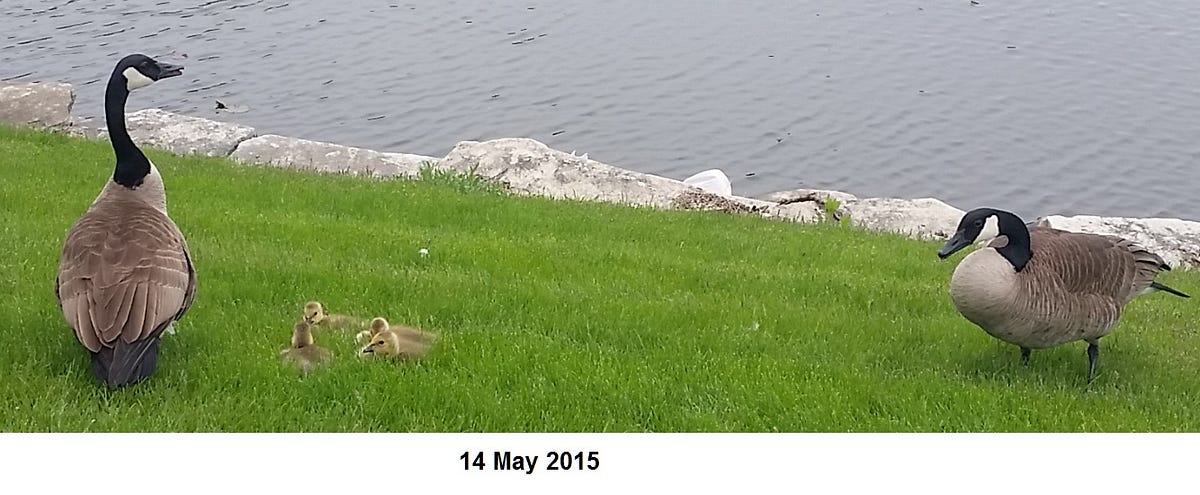 Huey, Dewey, Louie, and Webby. Every year, Illinois hosts a large… | by ...