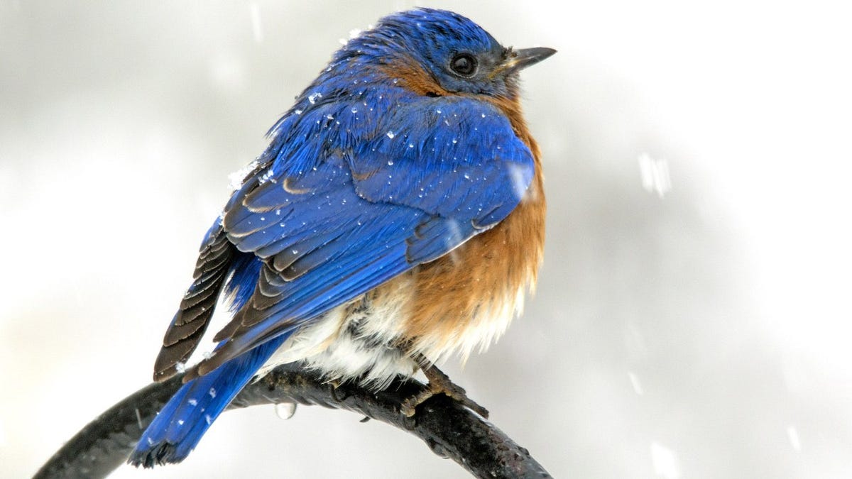 Bluebird Bio’s Zynteglo Starts at $1.77 Million, Another Gene Therapy ...