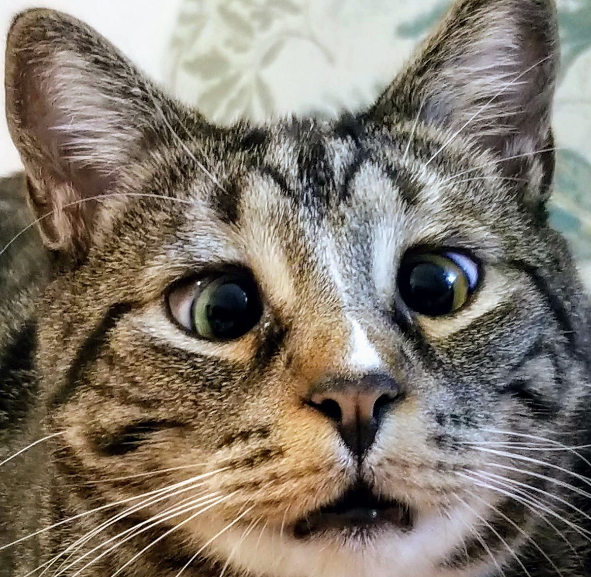 That Face!. For the love of a cross-eyed cat | by Dennett | Catness ...