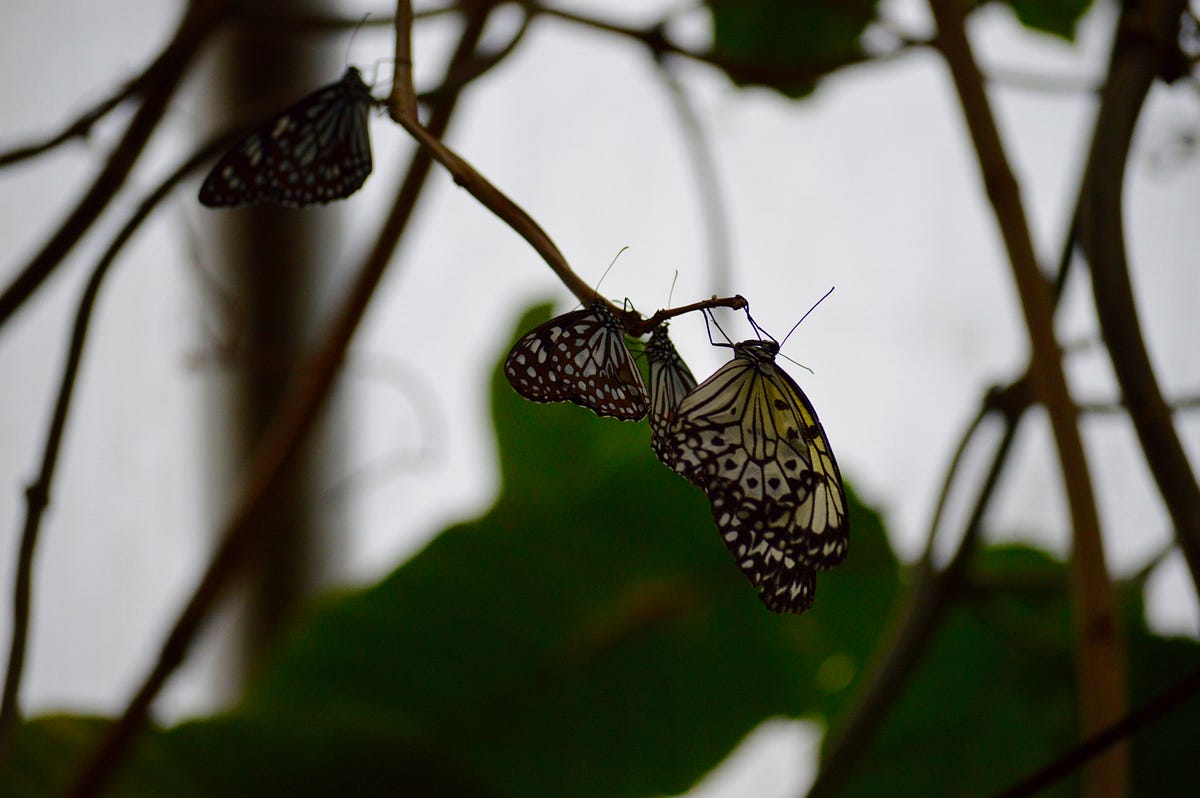 Butterflies. I feel the flicker of a butterfly… | by Diaries on a clear ...