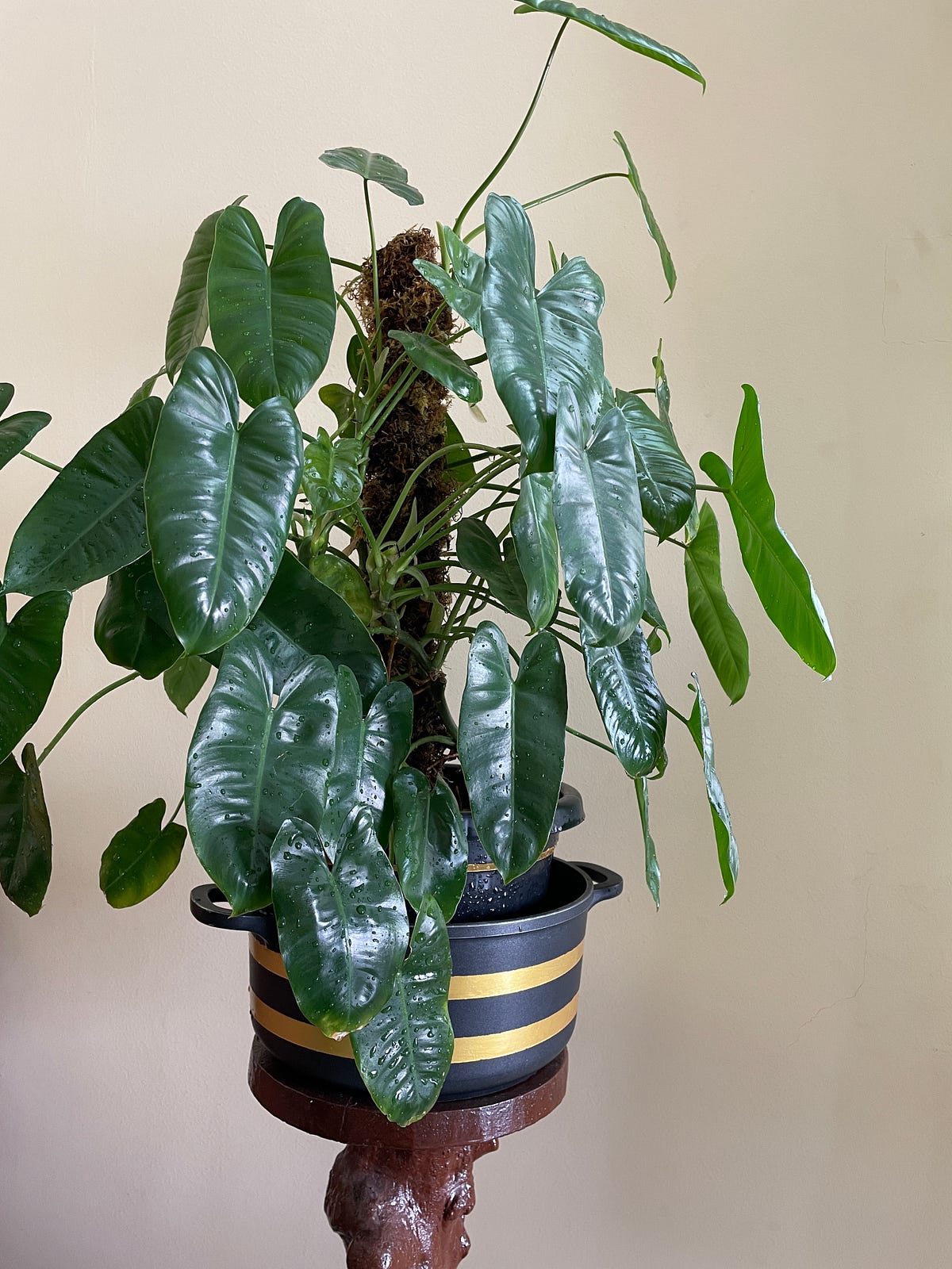 Fancy Planters From Recycled Kitchen Items | by GnanVi_Speaks | The DIY ...