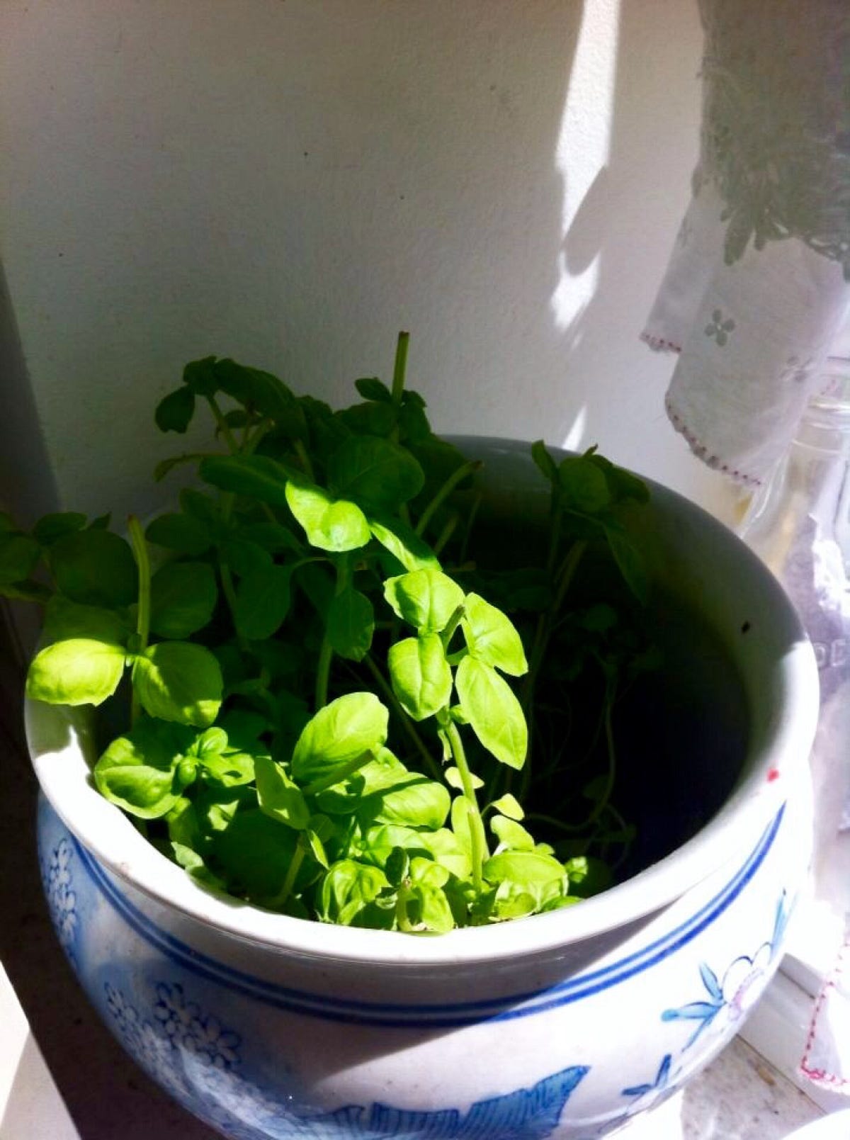 Basil. What is it about basil? | by Augusta Khalil Ibrahim | Seanachai ...