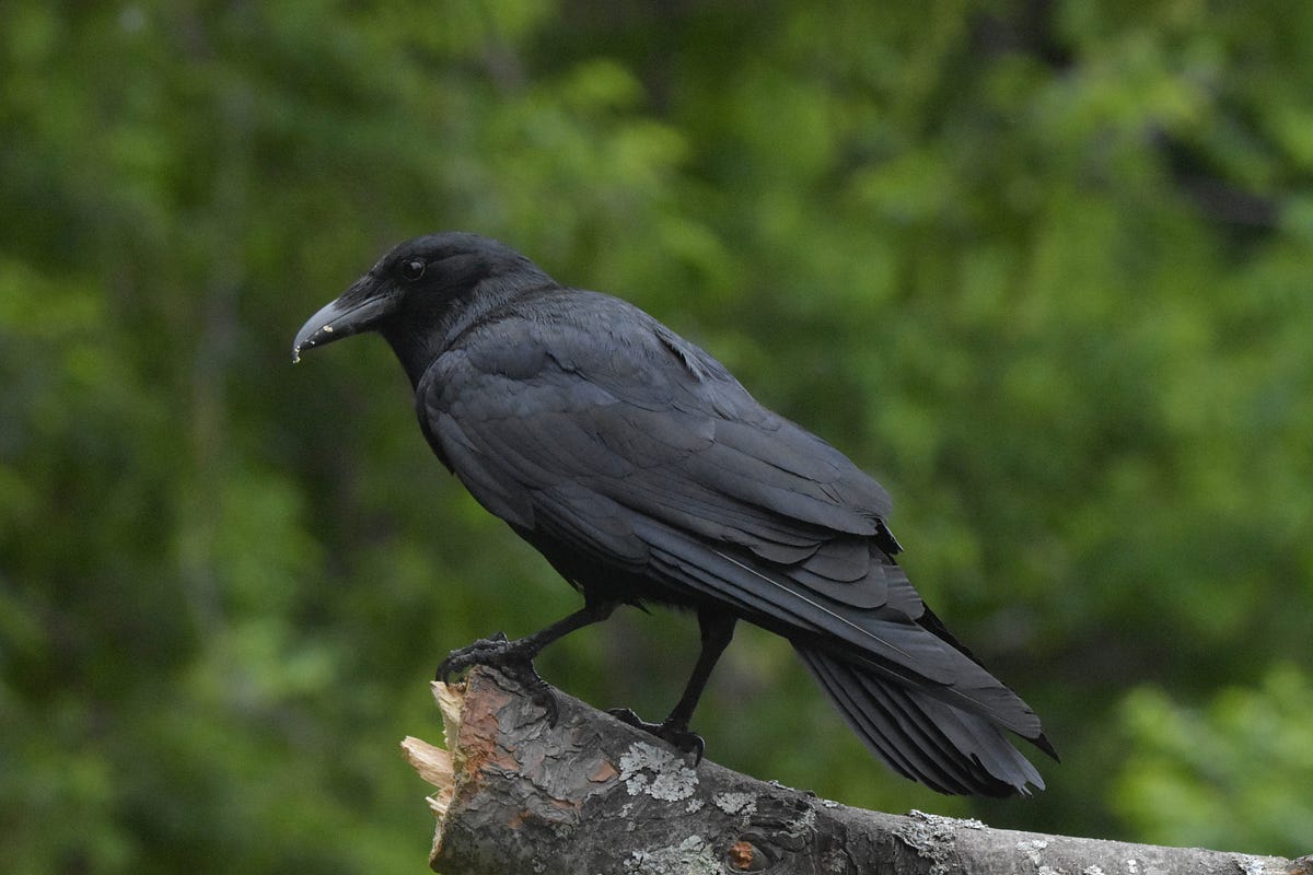 The Parallel Universe of Crows. Unique or normal? | by Subhi Najar ...