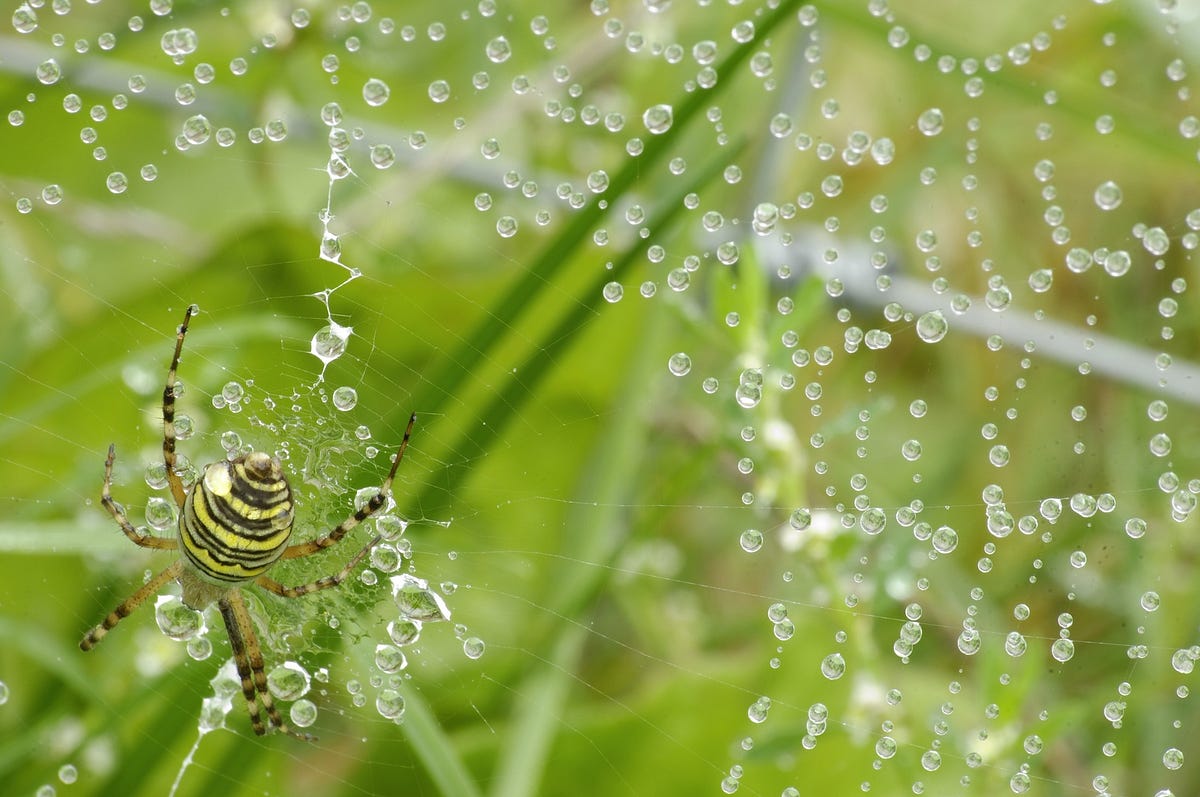 Spiderweb. Haiku. Is it a metaphor for the web of… | by Desiree ...