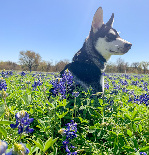 Springtime in Texas - The POM - Medium