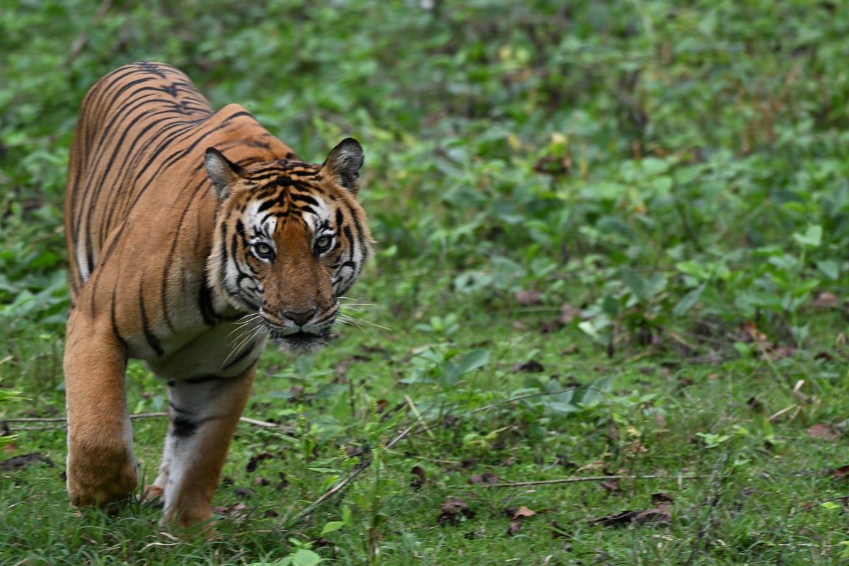 My Encounter With a Tiger in Nagarhole | by arun | New Writers Welcome ...