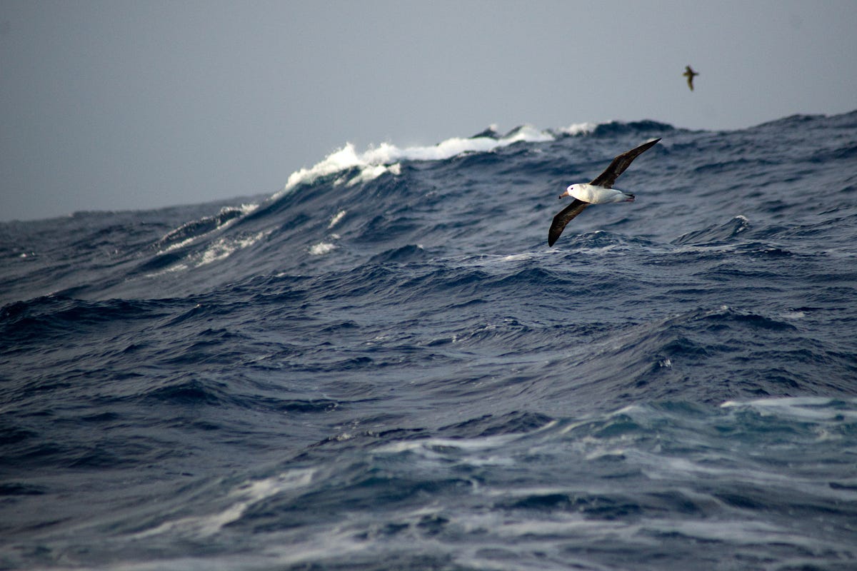Why Kill an Albatross!. An open letter to stop allegations | by Dr ...