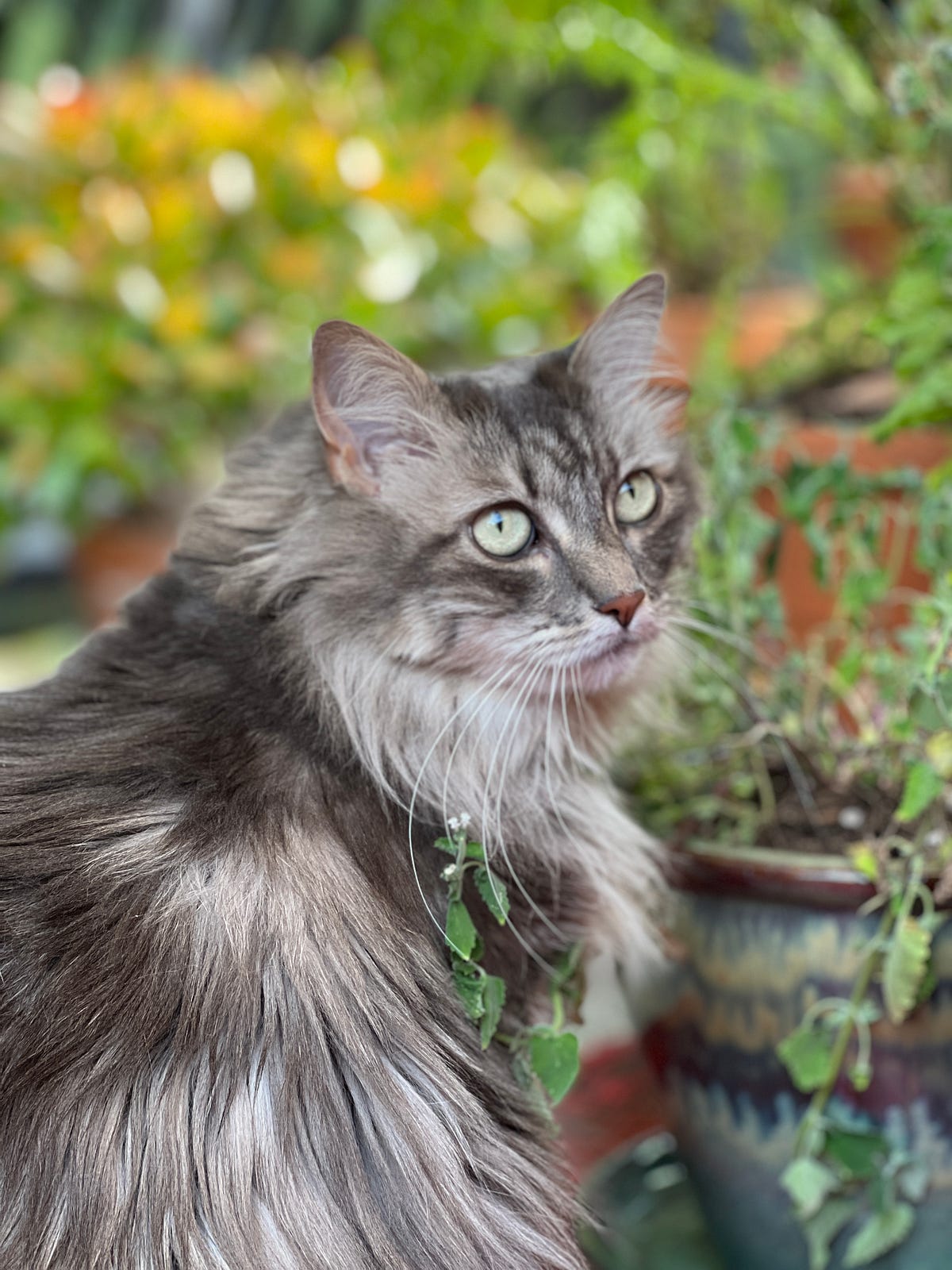 Miss Uma Zooma Angelwings Loves Her Catnip | by Erika Burkhalter ...