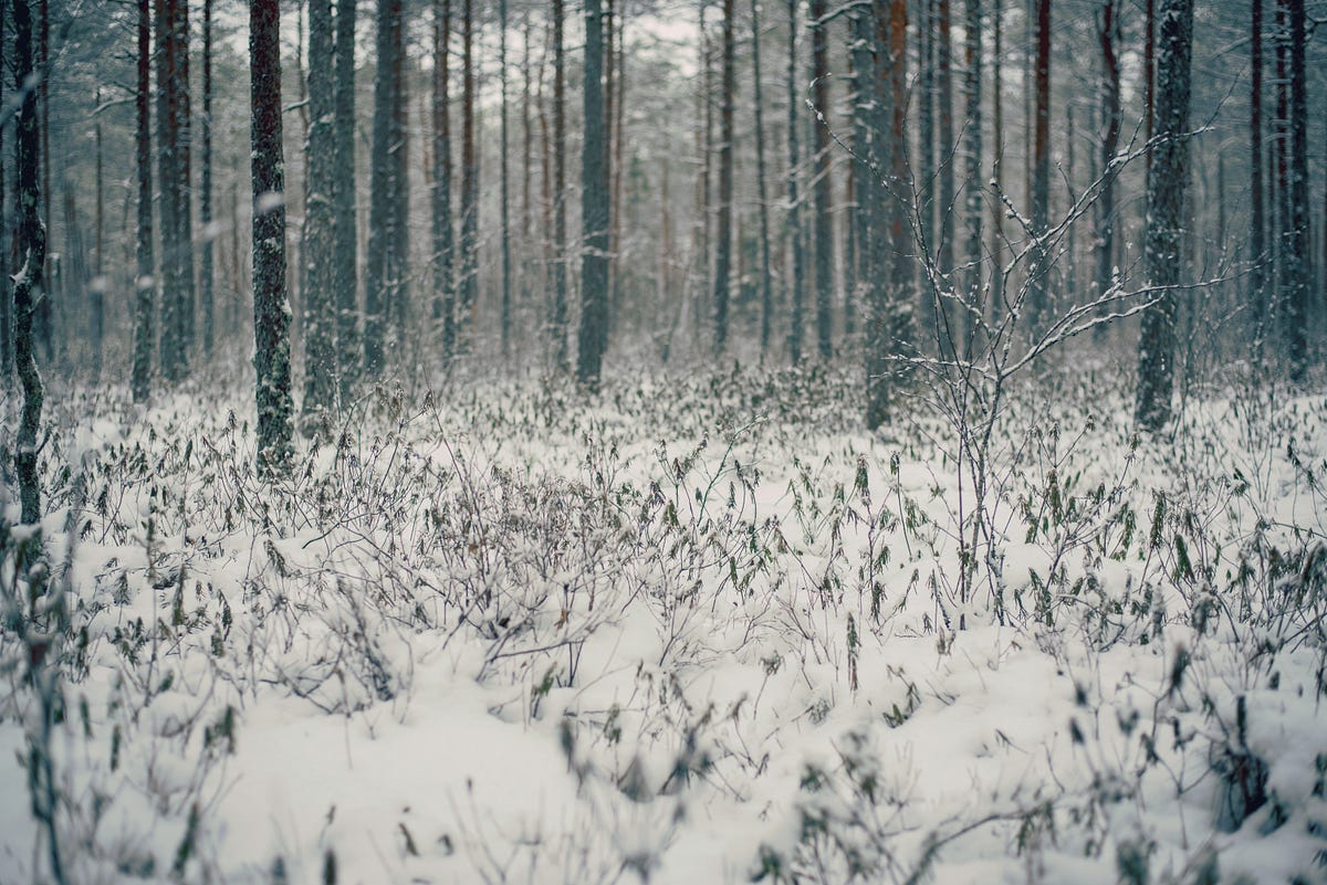 The Forest King. Fiction @ 750 Words or Less | by Raymond Sosa | Medium