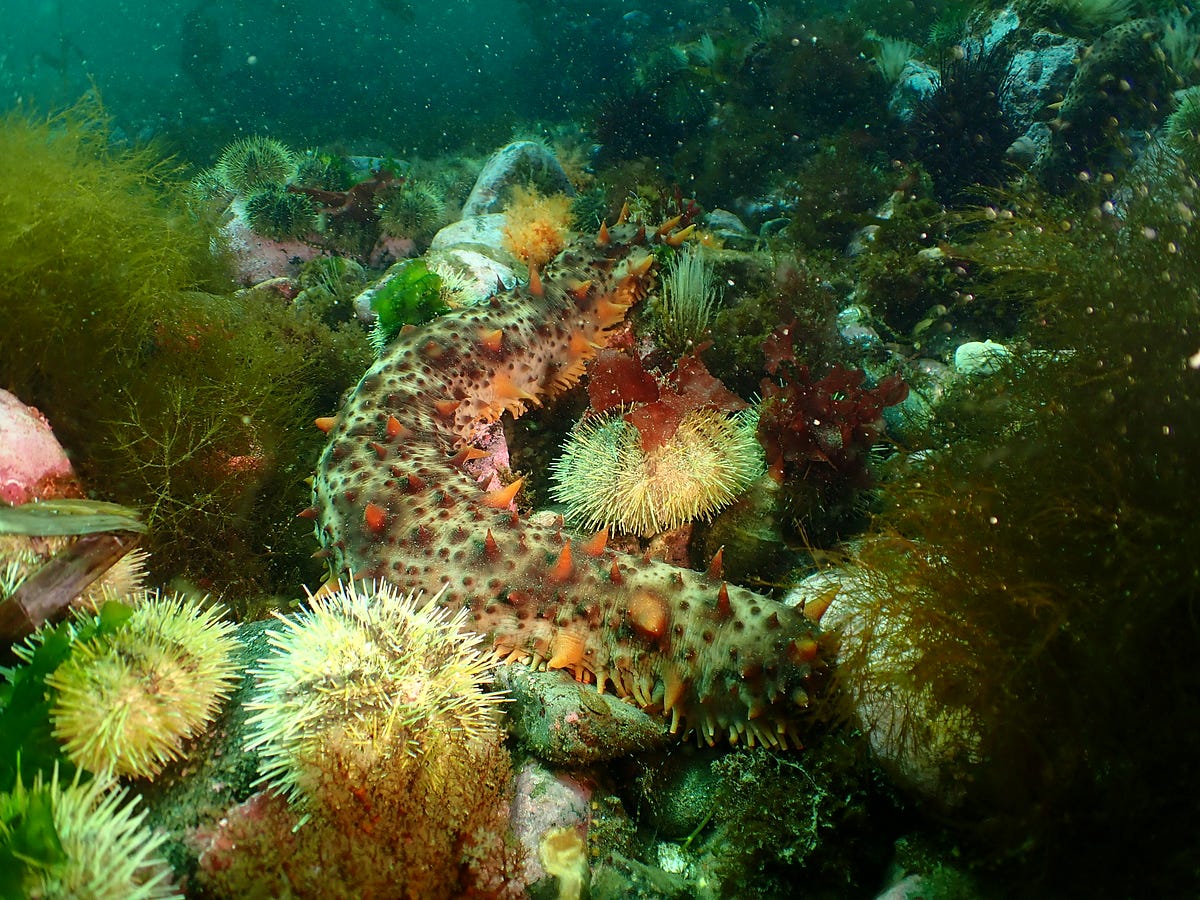A deep dive into sea cucumber conservation and consumption | by The ...