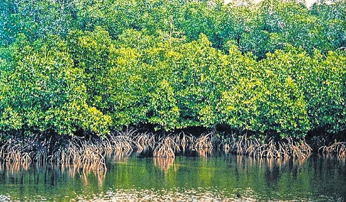 The Buxwaha Forest Cutting Debate Is Not a Black-And-White One! | by ...