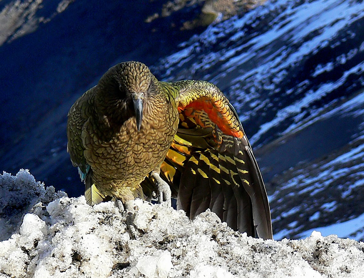 Video: Meet Ajax the Kea Conservation Dog | by Wild Ark | WildArk ...