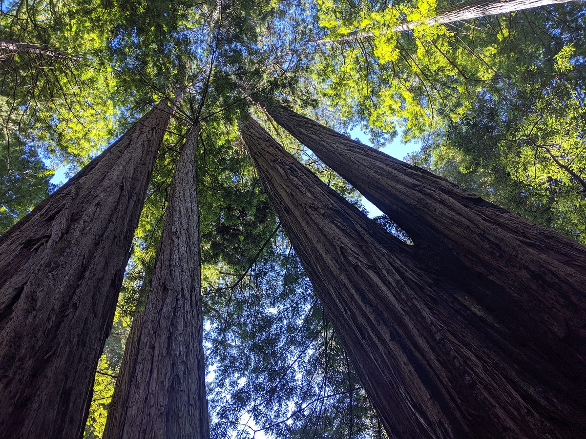 Redwoods National Park’s Exclusive Hike: Tall Trees Trail | by A ...
