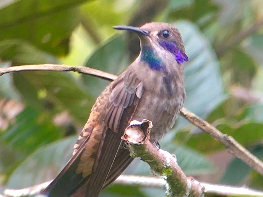 Angry Hummingbirds. I had a recent opportunity to watch… | by ...