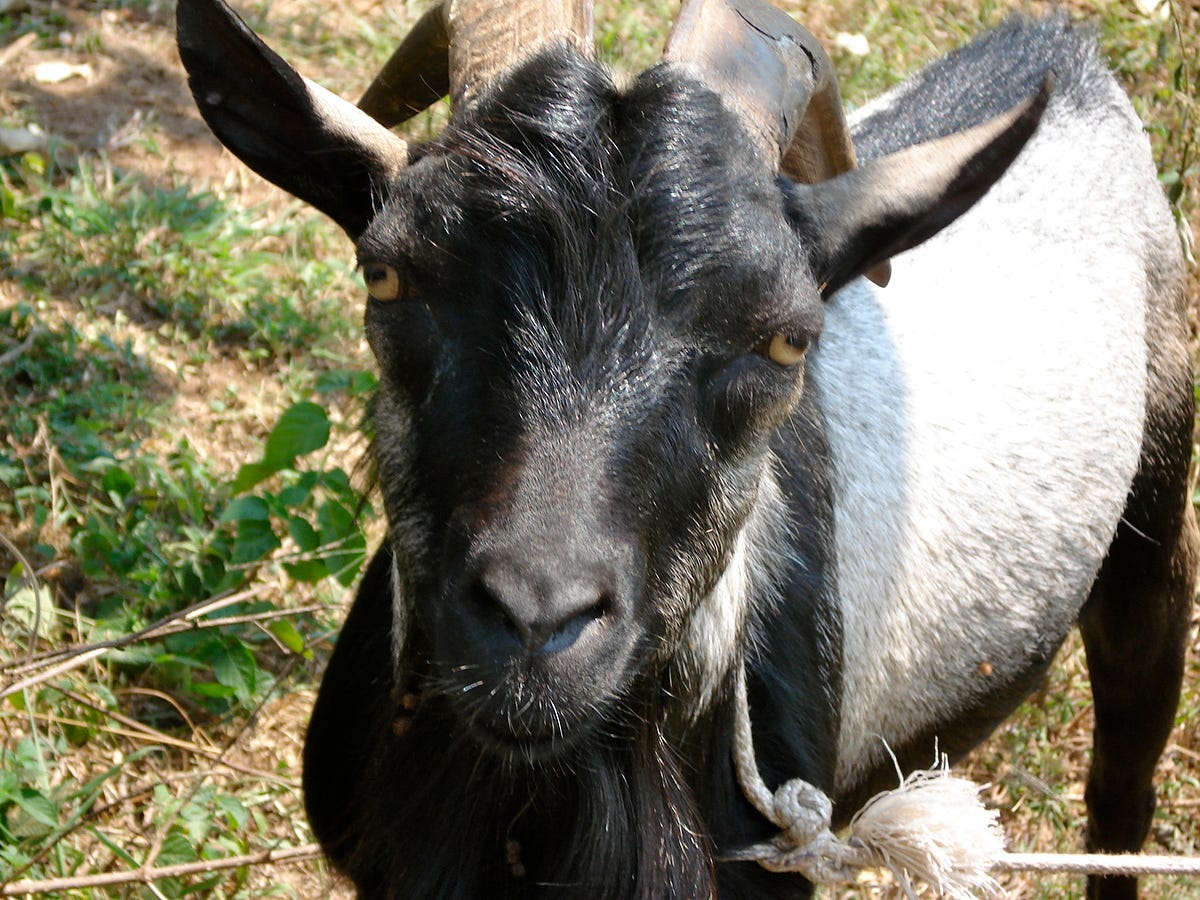 Gorillas, Goats, and Dr. Garbe. You can try to help animals as a… | by ...