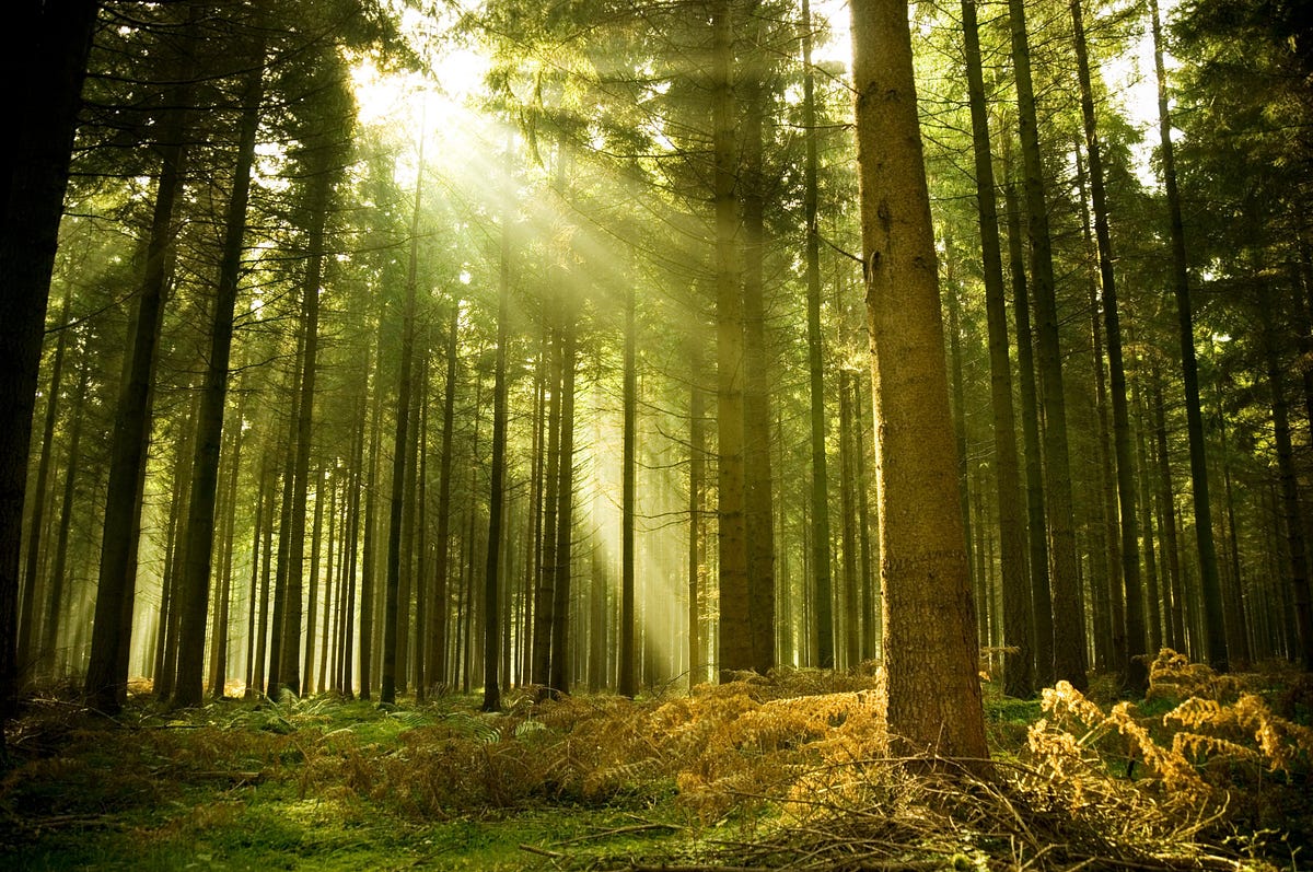The Environmental Advantages of Forestry Investments | by Sustain Able ...