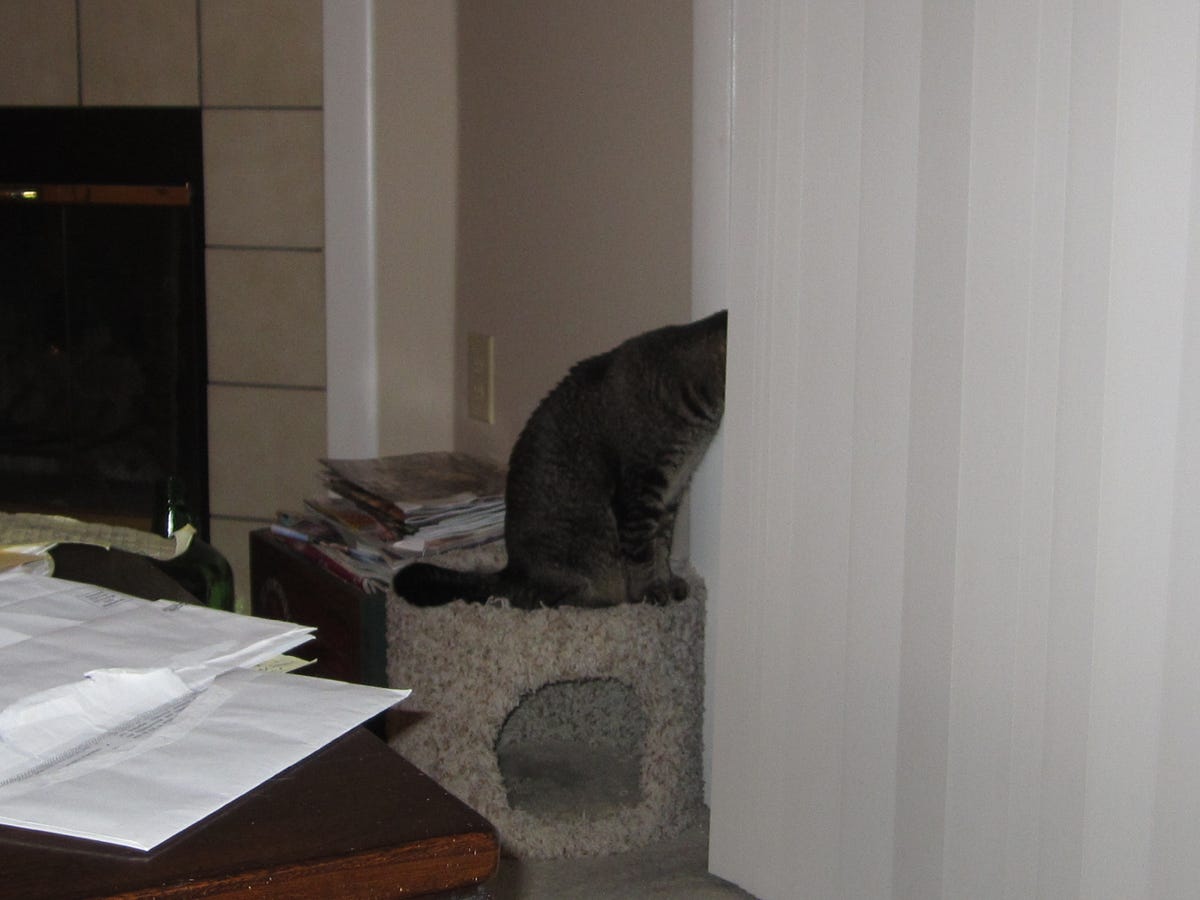 How Cats Say Hello. The impossibly cute and curious ways… | by Nancy ...