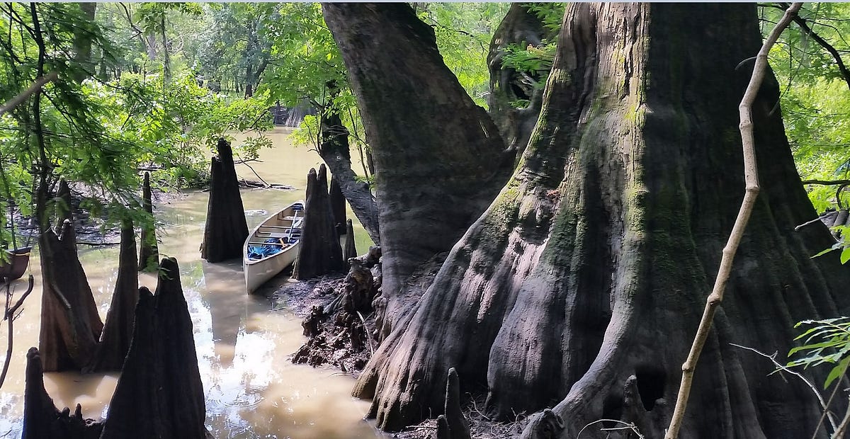 The forested coastal wetlands of Texas’ Columbia Bottomlands | by ...