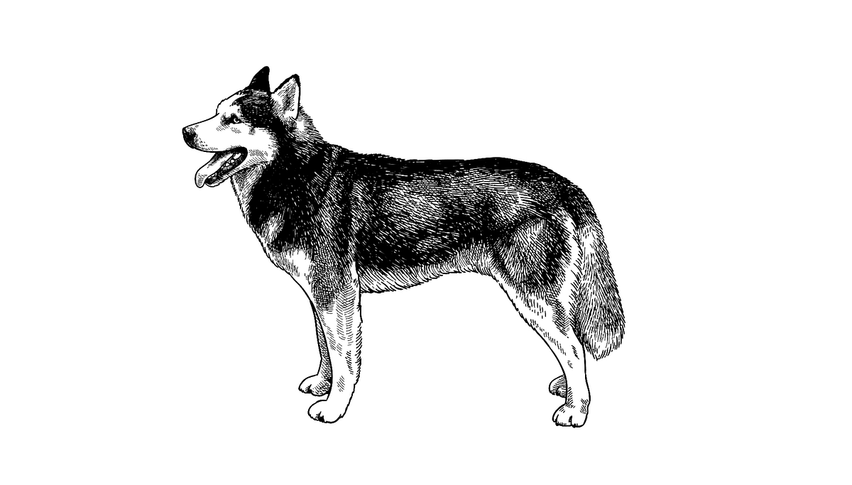The Saga of The Husky. How to run together in these runaway… | by Paul ...