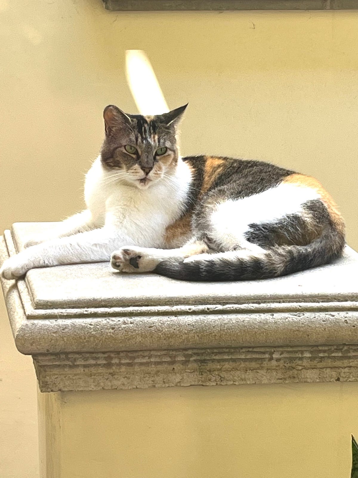 Calico Cat on a Pilaster. My inner kitty leaps and pounces | by Jenine ...