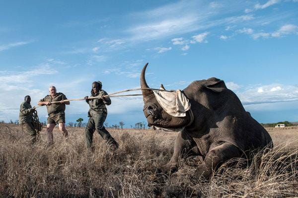 Stop poaching — Open letter. Dear people and poachers of the world ...