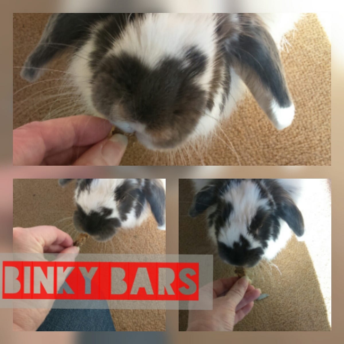 #binkybars #rabbit #treats | by Binky Bars Ltd - about.me/BinkyBars ...