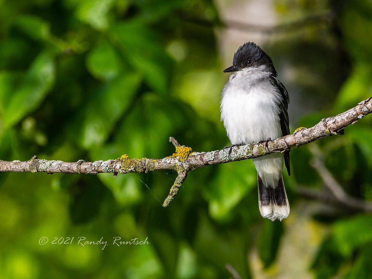 The Photogenic Eastern Kingbird. Eastern kingbirds sit calmly on their ...
