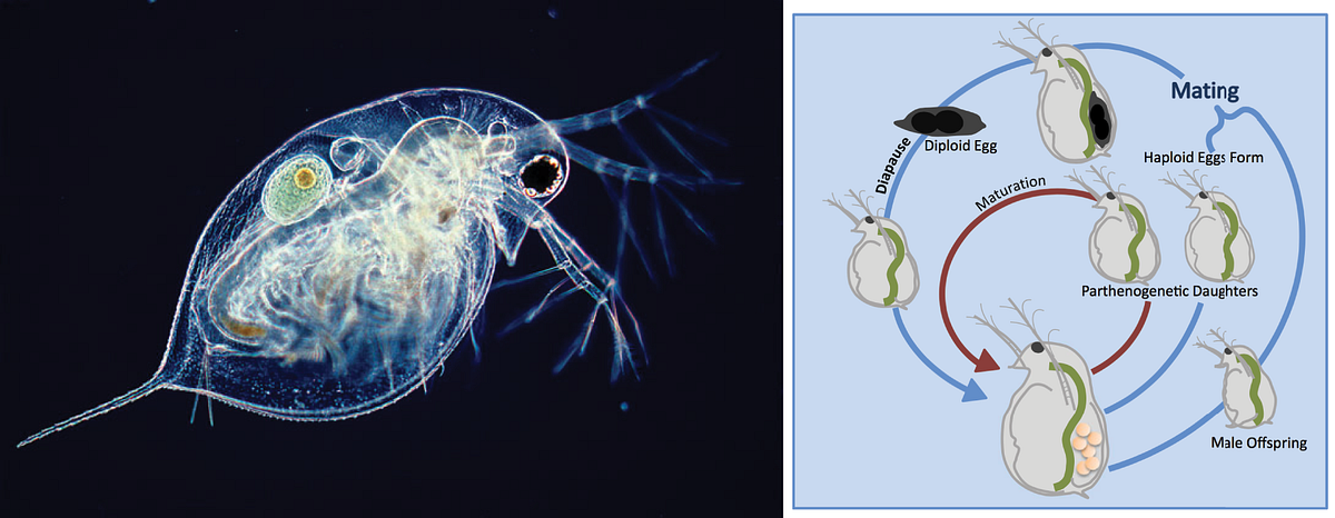 Water Fleas