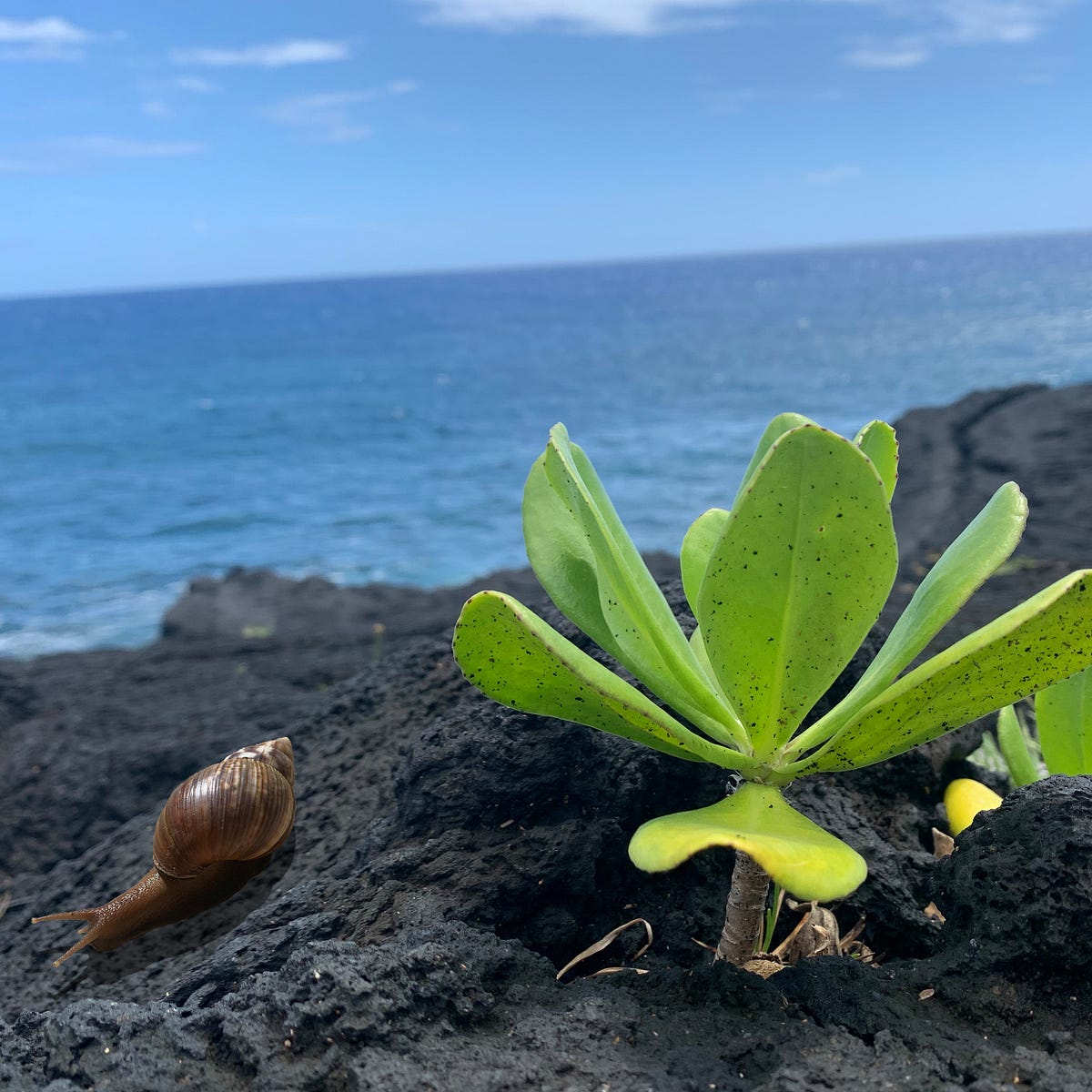 Hawaiian Snail. This series of photographs are compiled… | by Clarissa ...