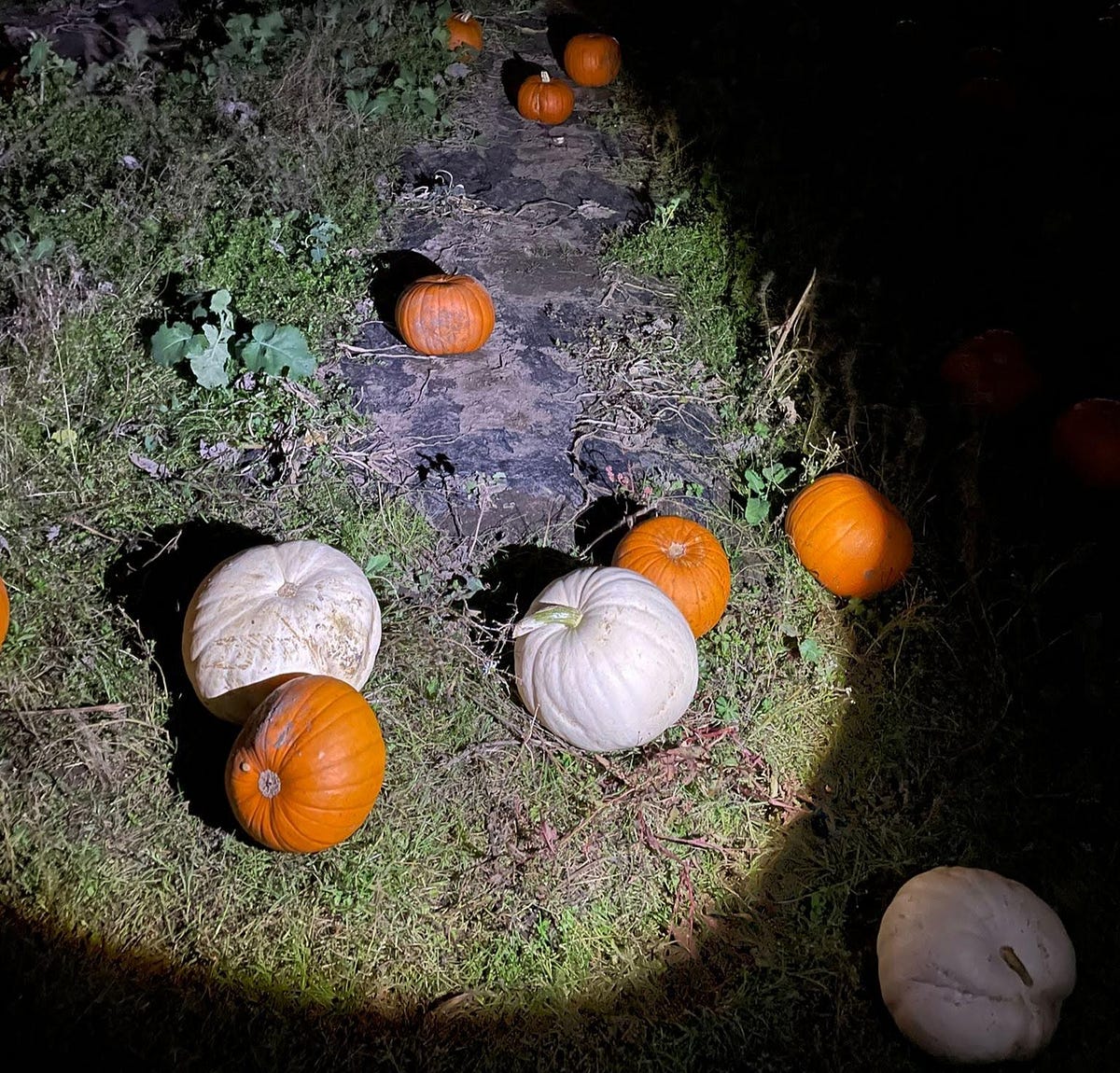 #383: The Pumpkin Patch. Slowing down our experience of an… | by ...