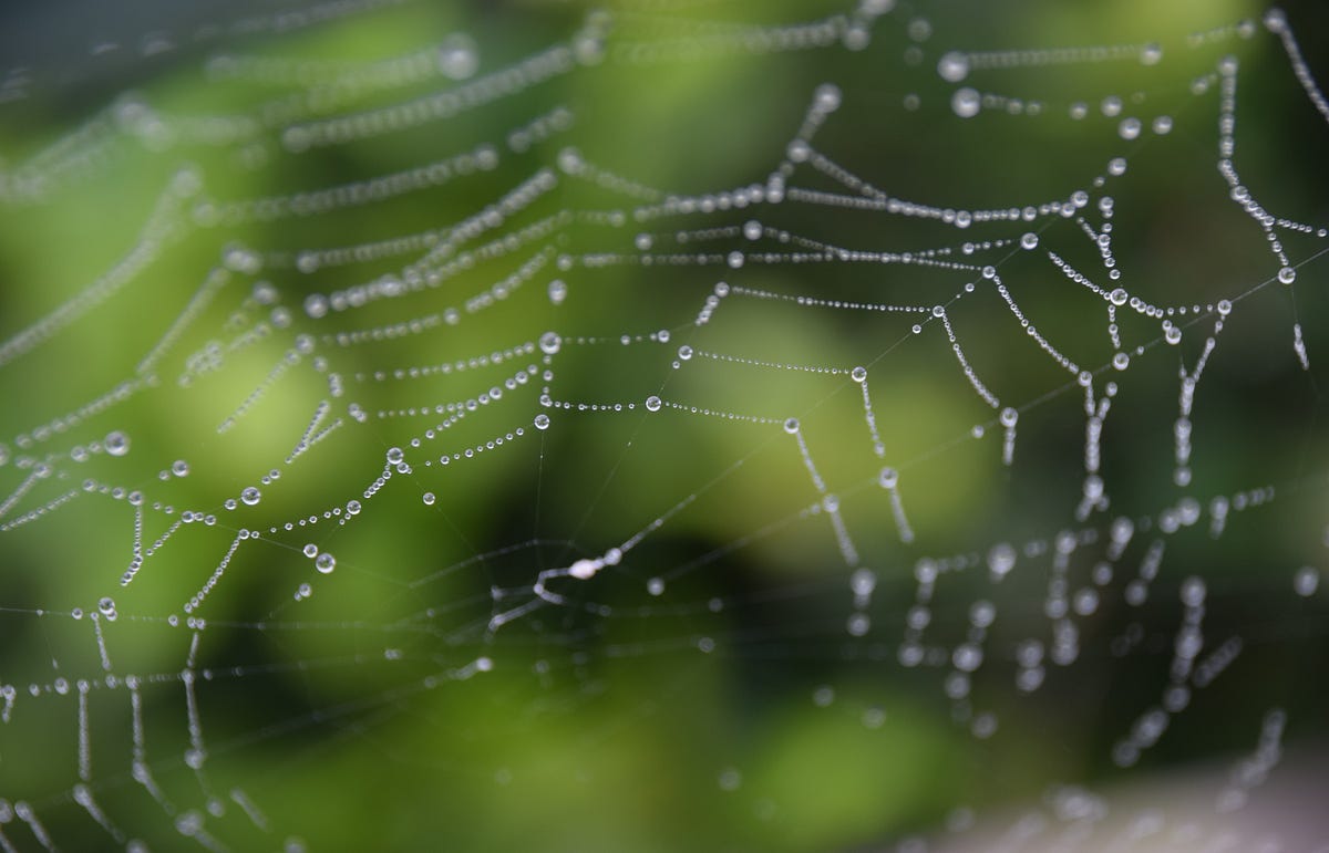The Web of Life. We live on a fantastical planet, home… | by Overstory ...