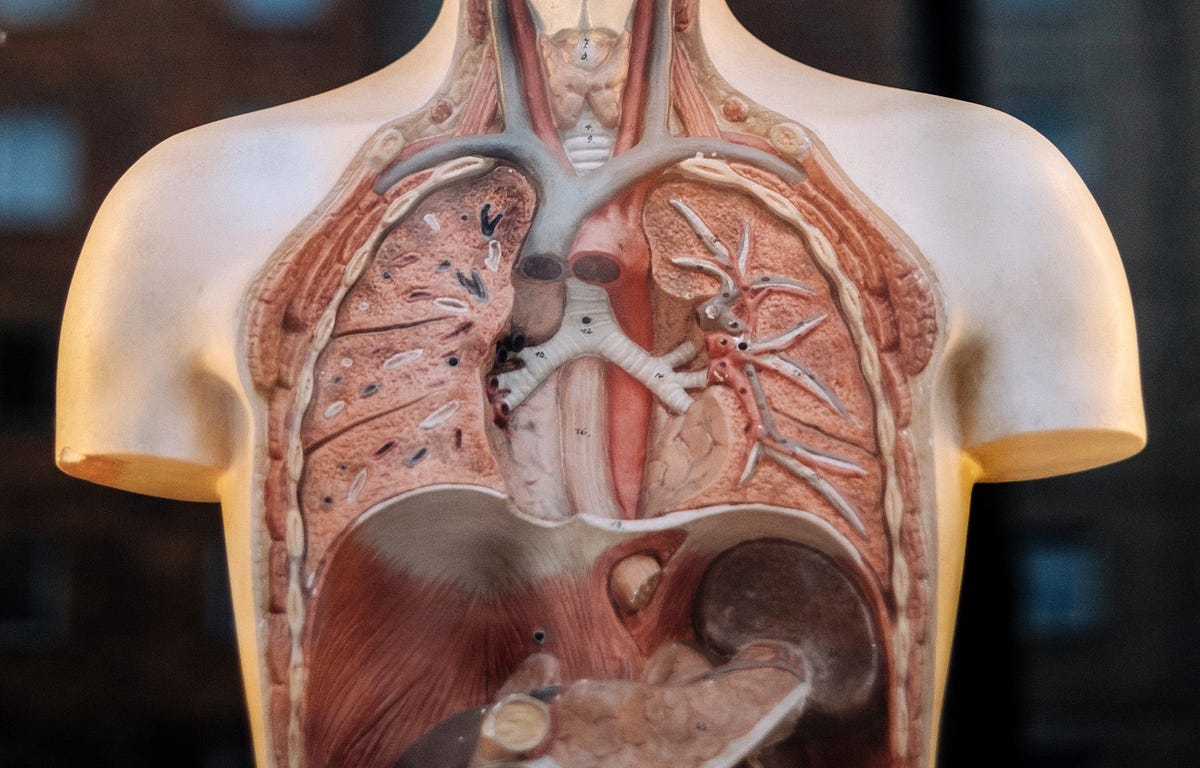 Have you heard about interstitium, the new organ? | by Kate Hamm | Medium