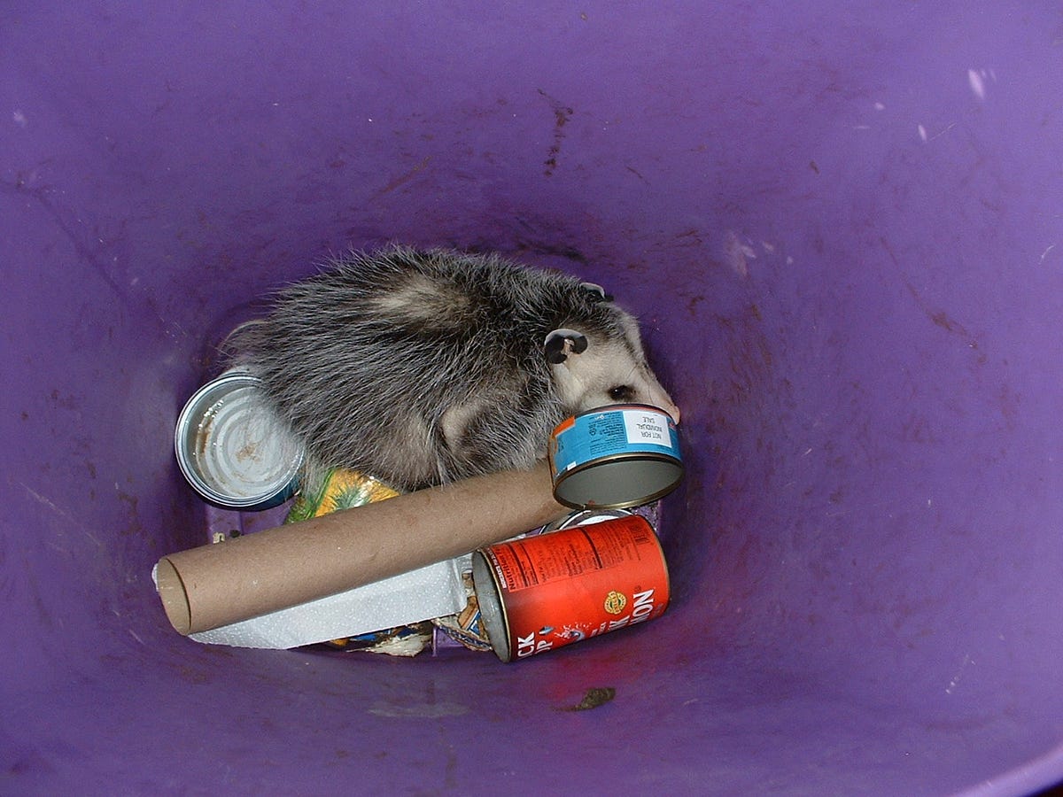 Canned ‘Possum. Anyone interested in a Ménage à trois… | by Billy Jones ...