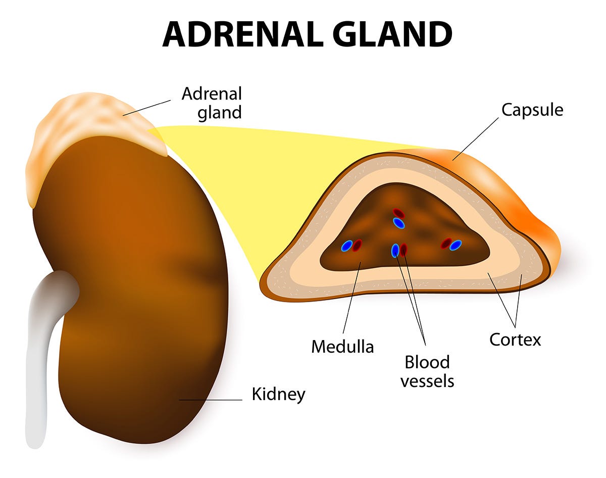 Suprarenal Gland-. The suprarenal Gland are endorine… | by Leenanagda ...