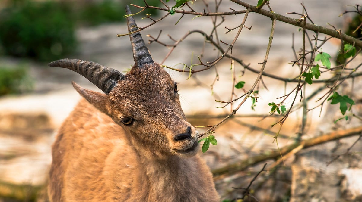 Fire-fighting Goats Are Sweet. People graze goats as a natural way to ...