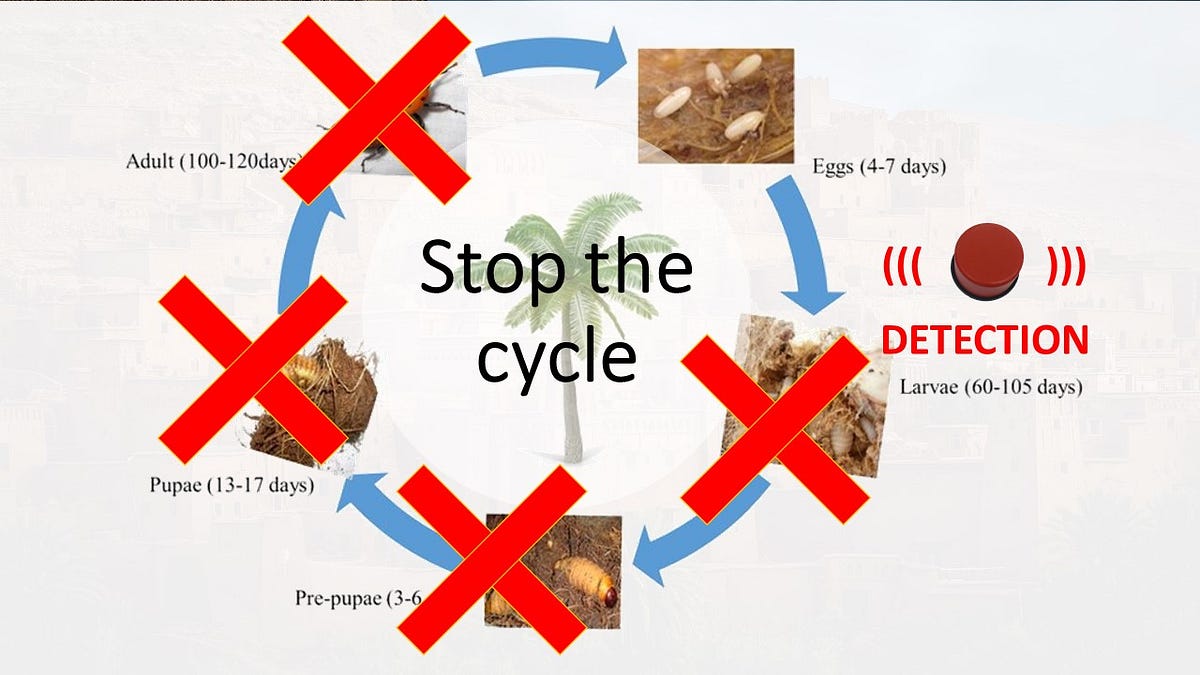 Fighting the red palm weevil — one solution at a time | by Linda Strand ...