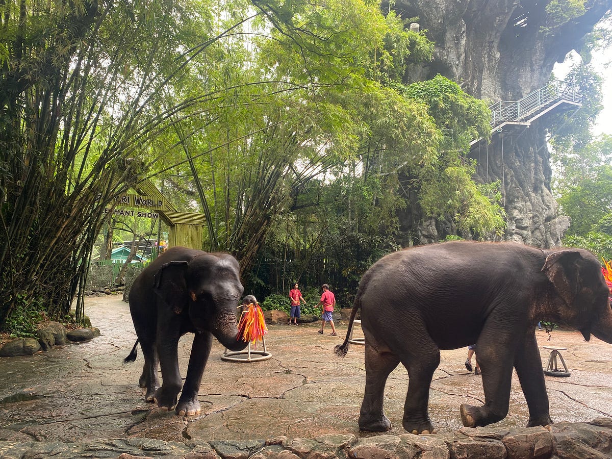 The Dancing Elephants Present You With A Christmas Gift | by Dr. Preeti ...