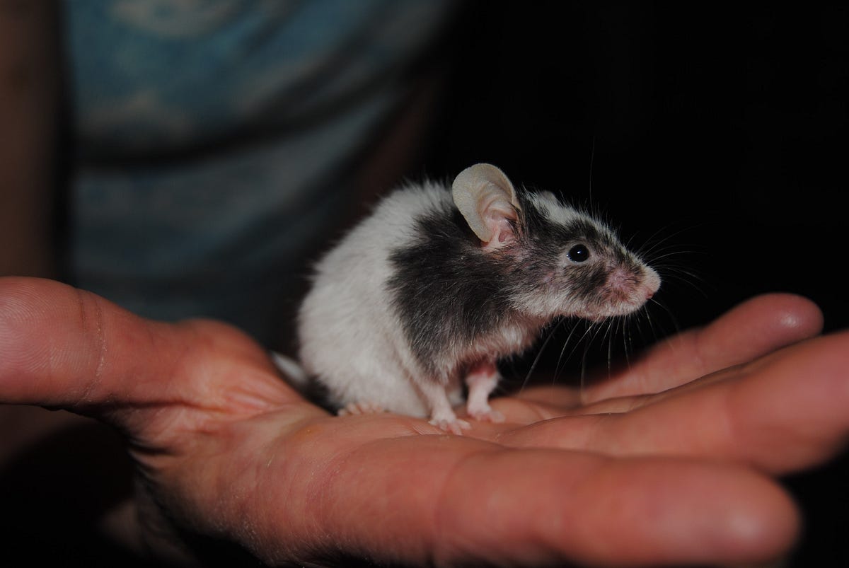7 Fascinating Facts You Didn’t know about Mice | by Mike Travers | Medium