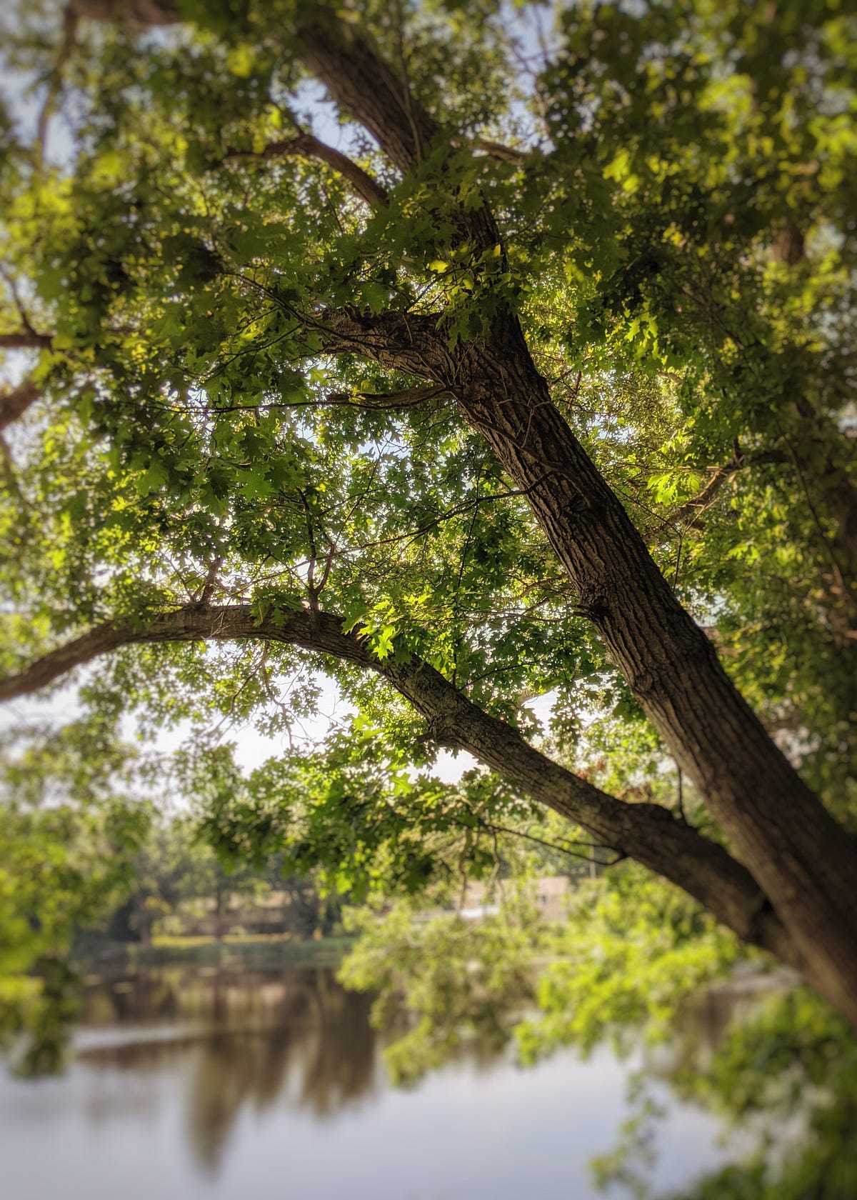 Ephemeral. A Tanka Poem | by Nanette Schieron | Share The Love | Medium