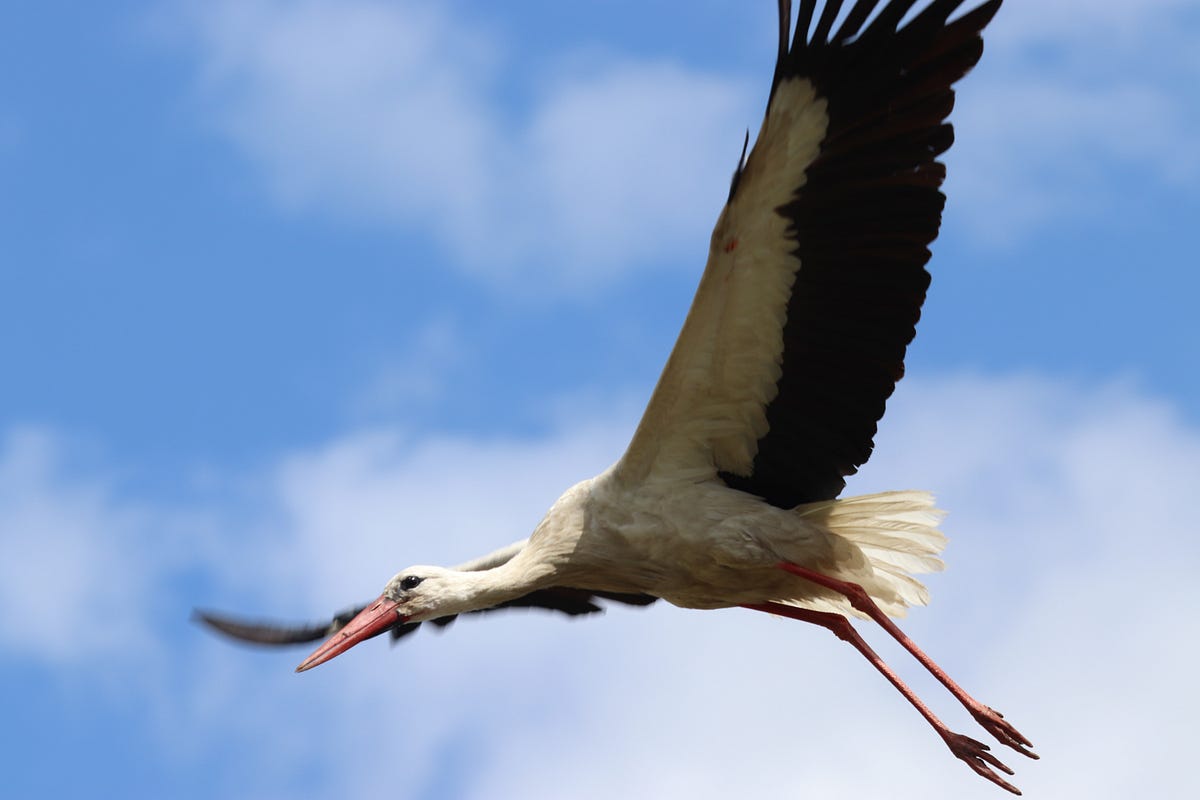 Why Does The STORK Bring Babies?. Because he has nothing better to do ...