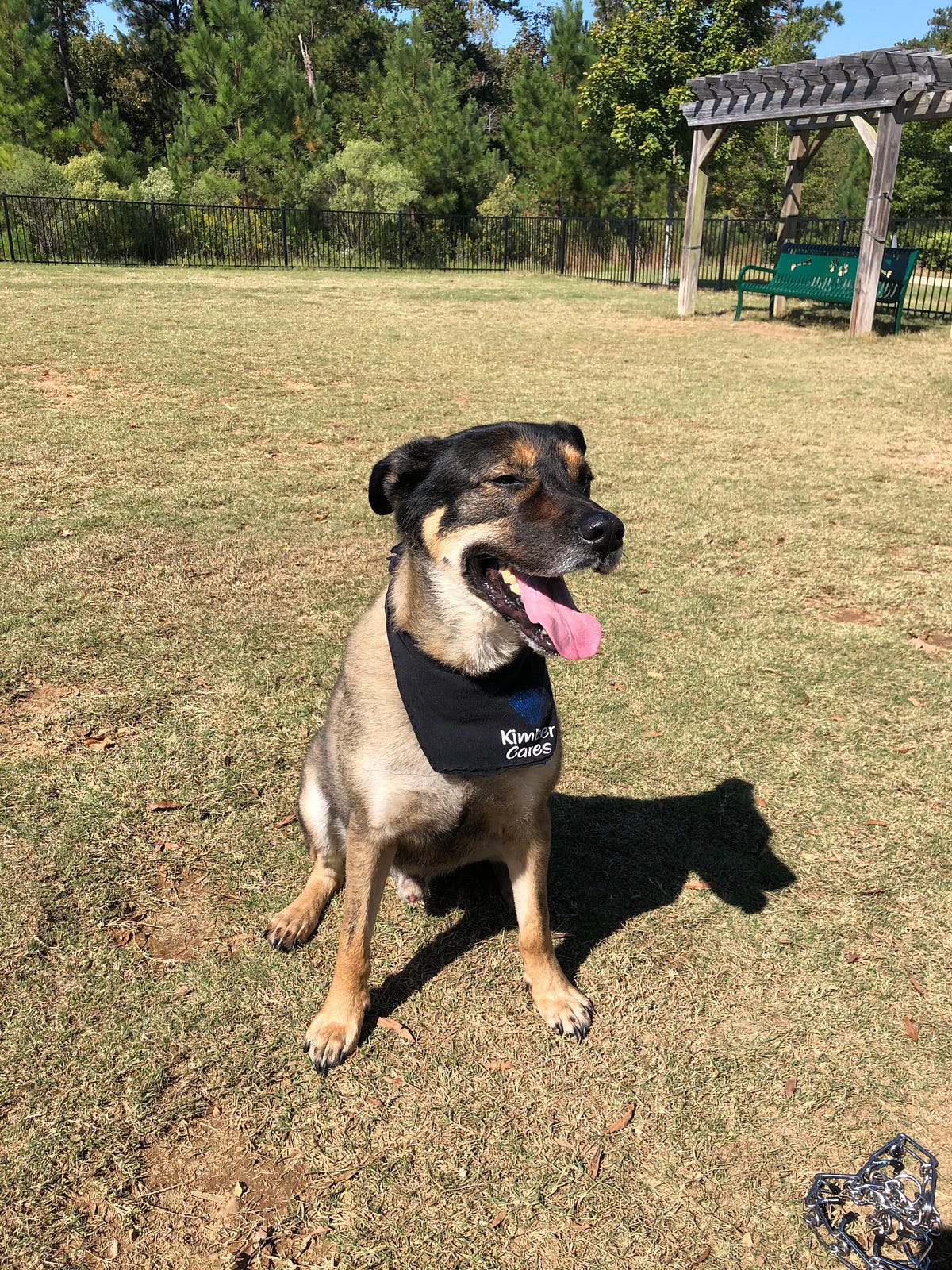 Dogs Got it Right!. Kimberly Motley Sherrod | by Kimberly Sherrod | Medium